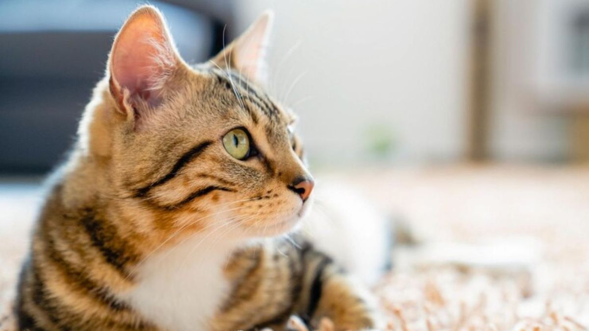 Mascota: ¿qué significa que tu gato tenga una letra “M” en la frente?