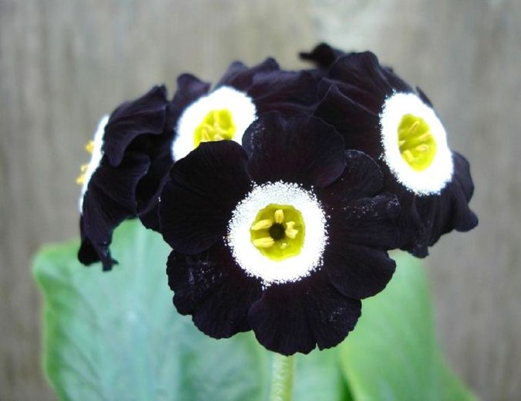 Belleza exótica: las 4 flores negras más extrañas