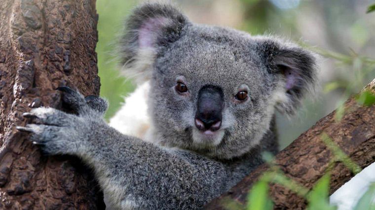 Viral: La foto de este koala definitivamente te destrozará el corazón