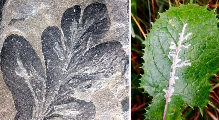 Descubrimiento: la plaga de insectos más antigua de la historia de la ...