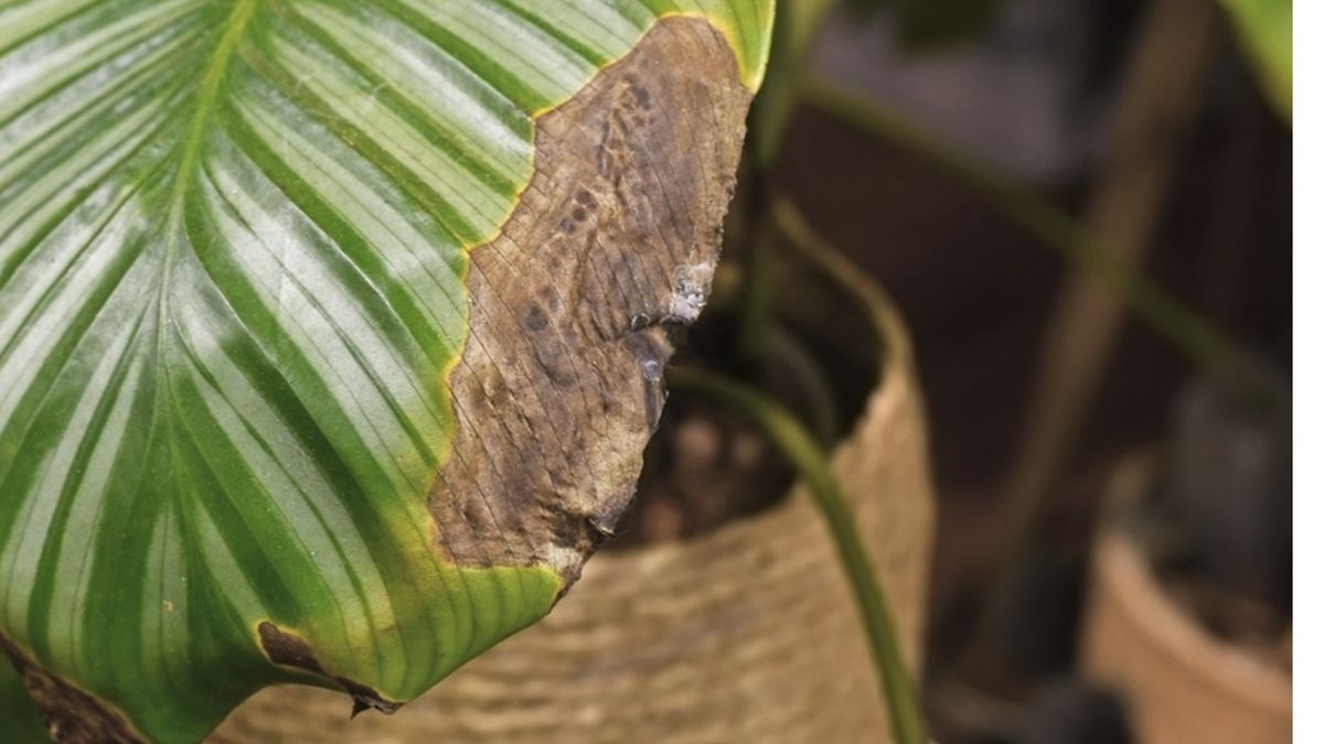 Revive tus plantas marchitas con un chorro de este fertilizante casero