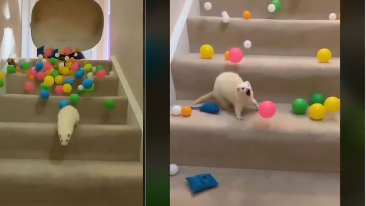 Viral: el hurón apunto de ser aplastado por pelotas de plástico que ya ...