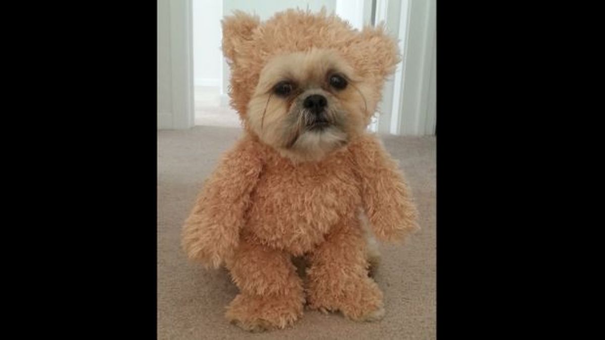 El increiblemente tierno perro osito