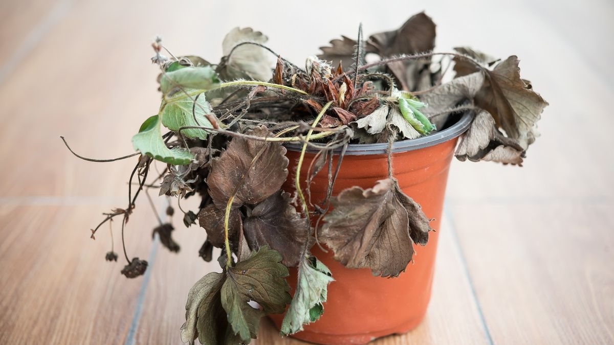 Para tener en cuenta: trucos para revivir una planta marchita o seca