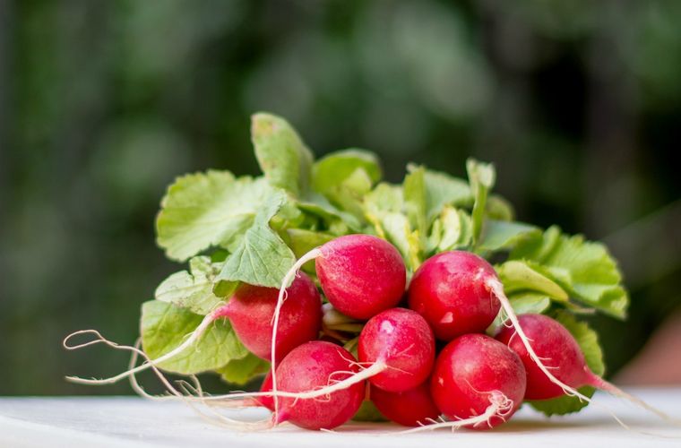 Cómo cultivar hojas de rabanito y disfrutarlas del jardín a la cocina