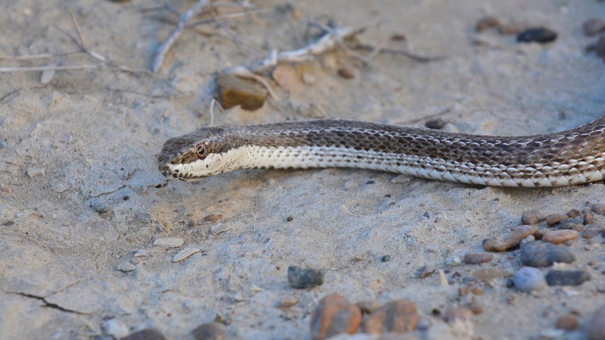 Sueños: el significado de soñar con serpientes, según los expertos