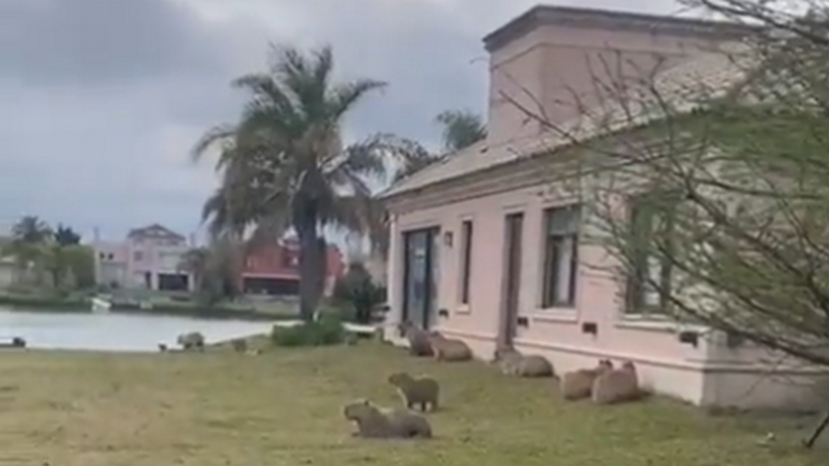 Una docena de carpinchos invadió su jardín y su reclamo se hizo viral
