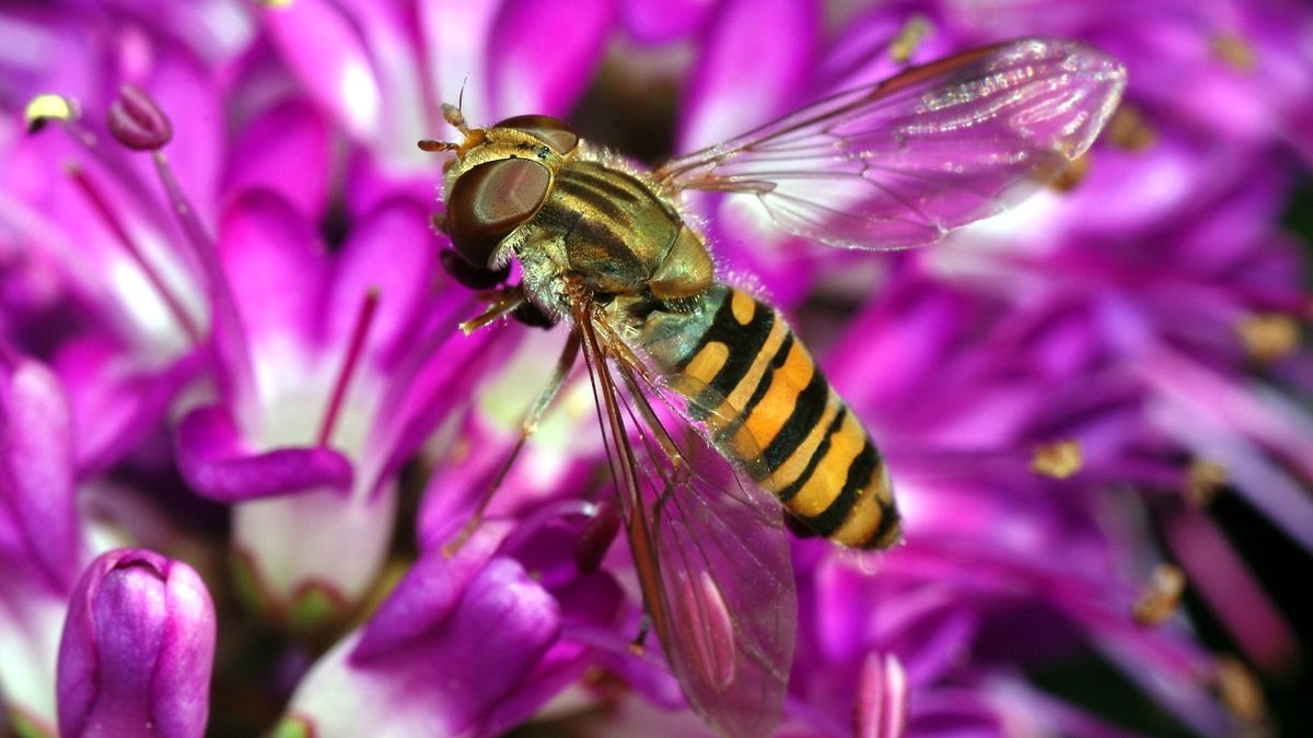El estrecho paso por el que migran 17 millones de insectos cada año