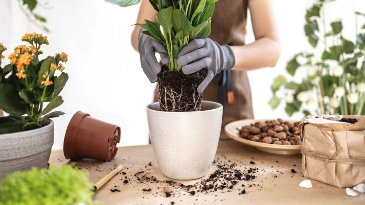 Revive tu plantas marchitas con estos simples pasos