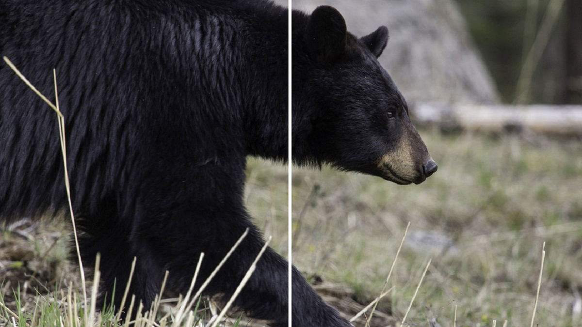 Un oso generó pánico a una familia y el video se viralizó