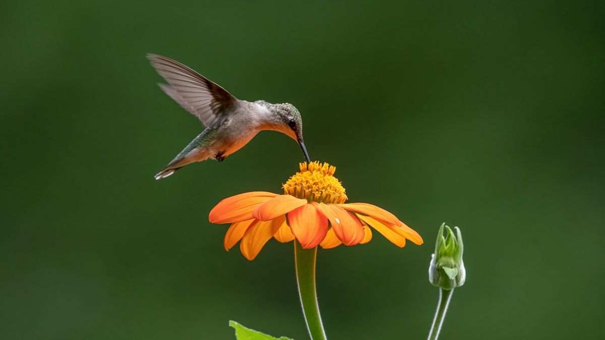 Toma aire antes de conocer el significado de que un colibrí visite el ...