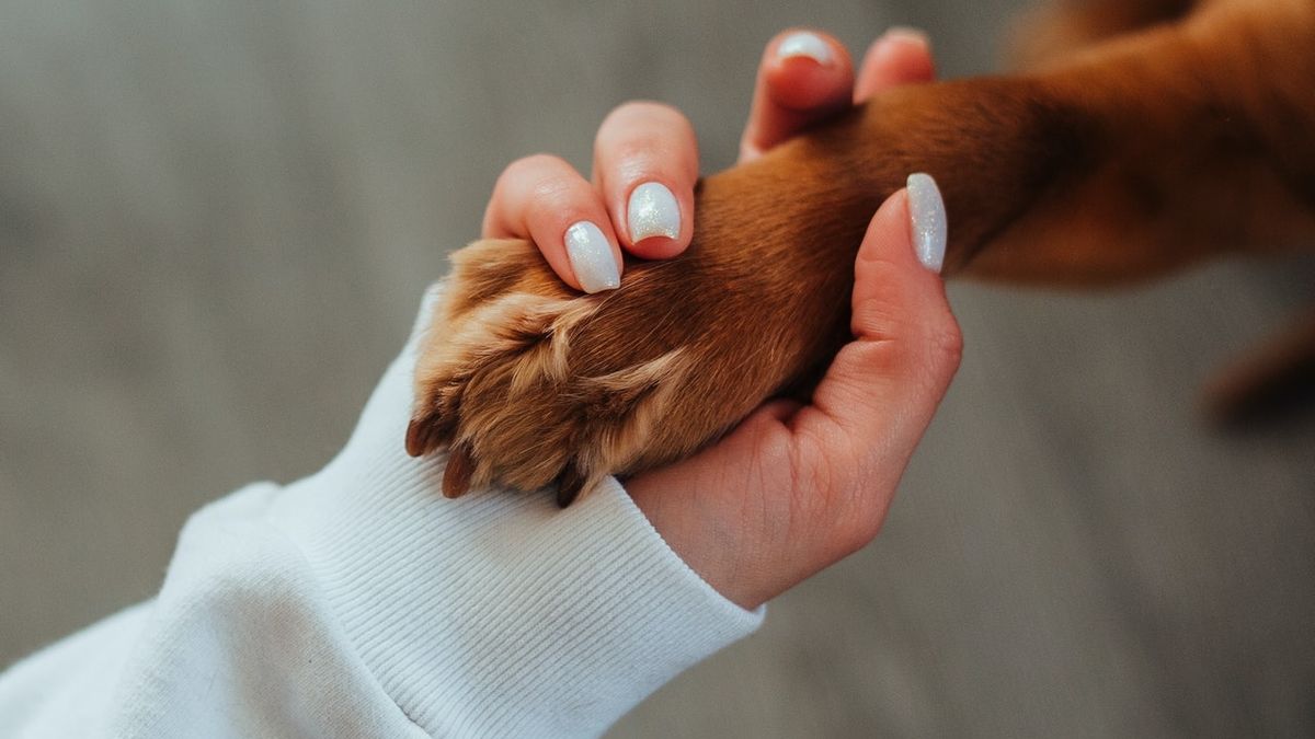 Para evitar problemas, cómo cortar el pelo de las patas de tus perros