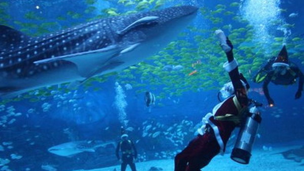 Increíbles imágenes del año que se acaba