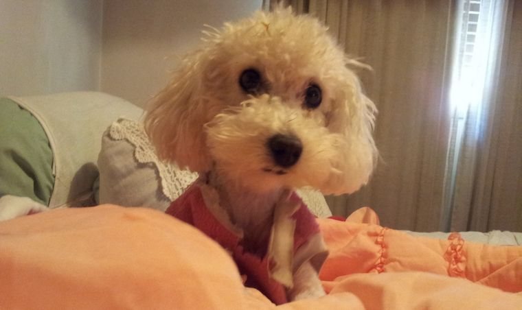 Los perros distinguen si estás contento o enfadado