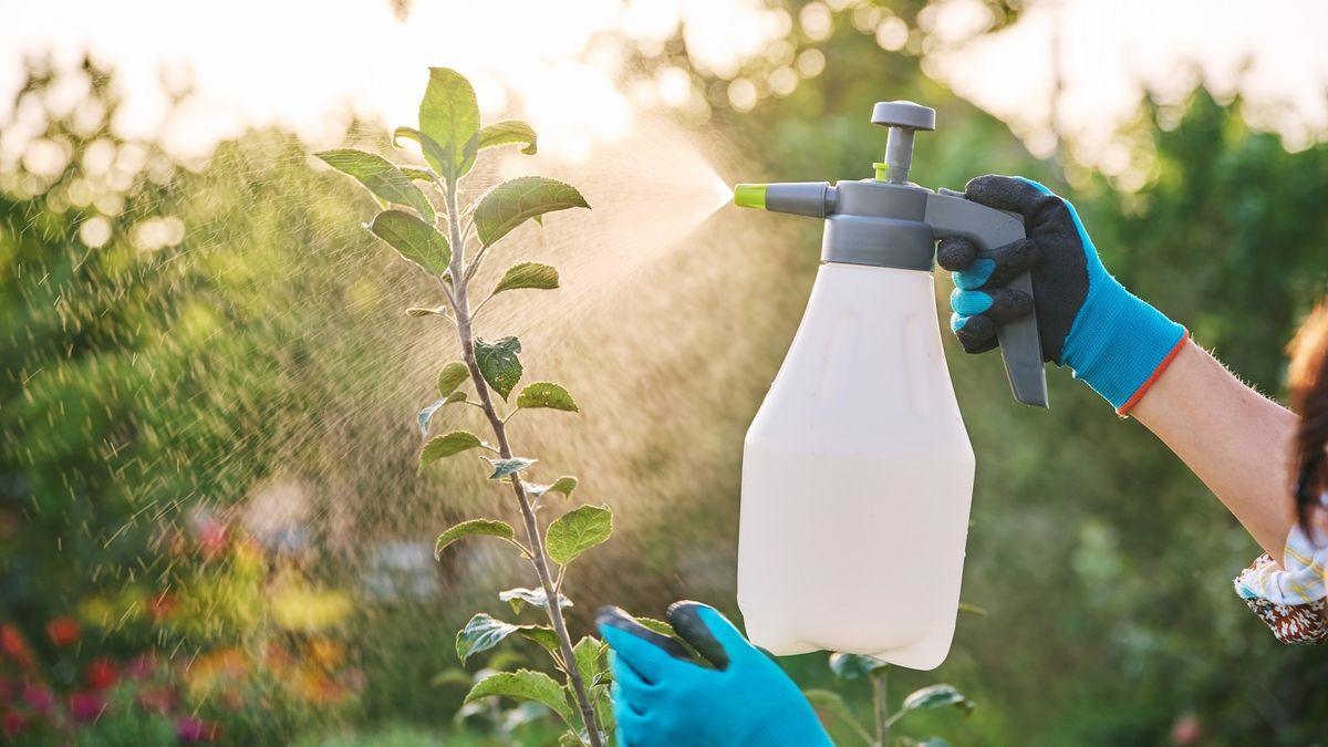 Los tres trucos caseros para eliminar las plagas de tus plantas