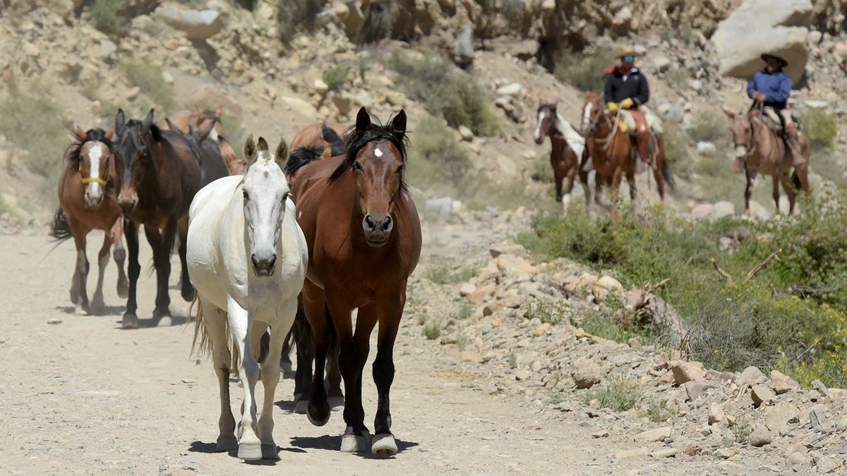 Conociendo al caballo: historia evolutiva