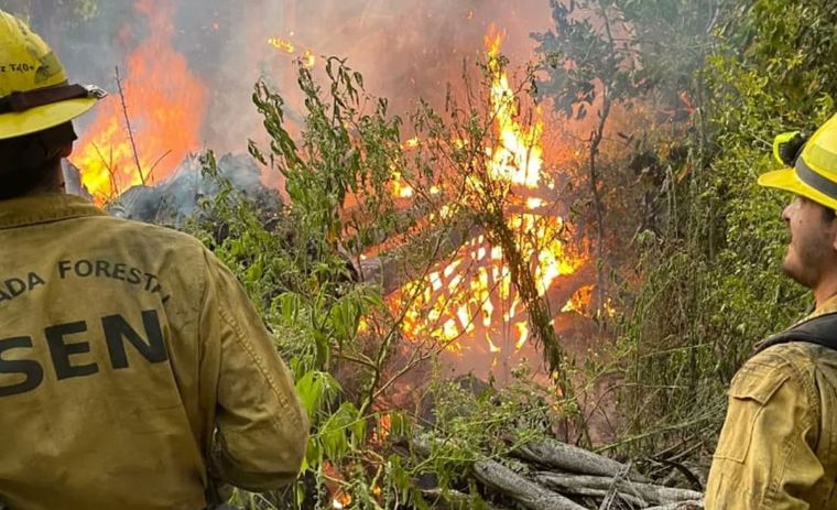 Paraguay se declaró en emergencia nacional por los incendios forestales ...