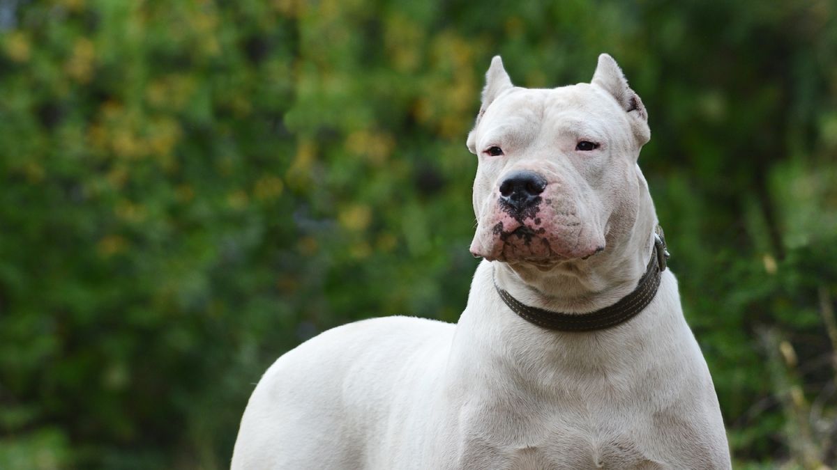 Estos son las razas de perros más fuertes que puedes encontrar