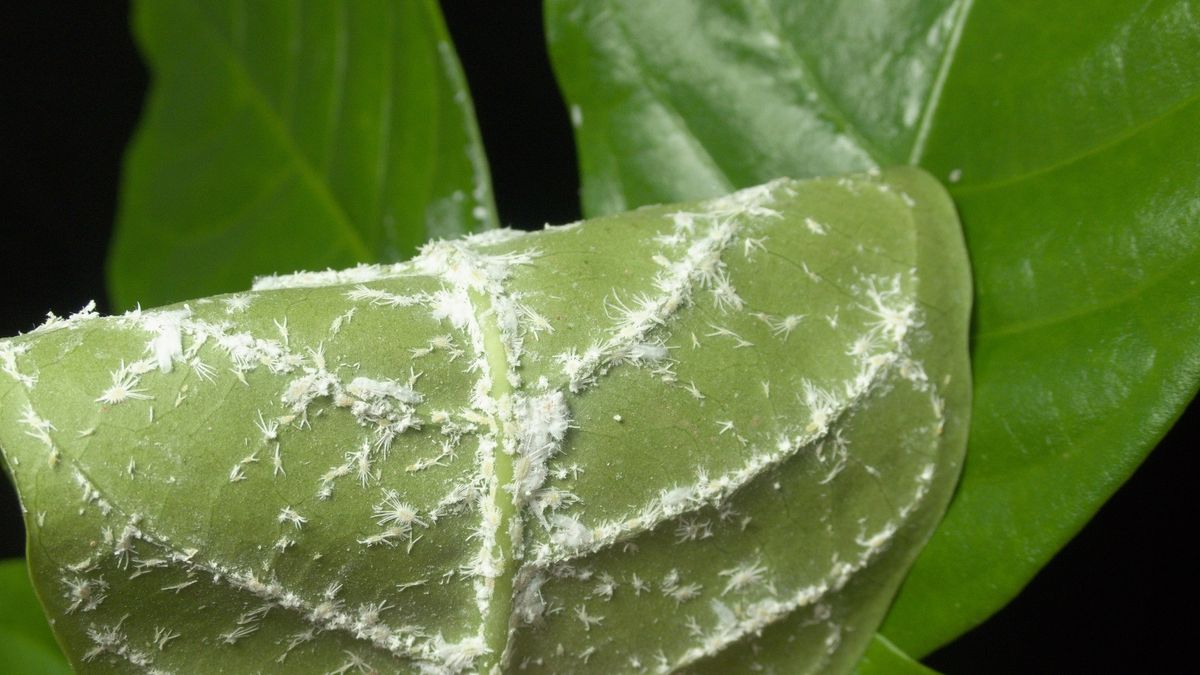 El truco casero para eliminar las cochinillas de las plantas