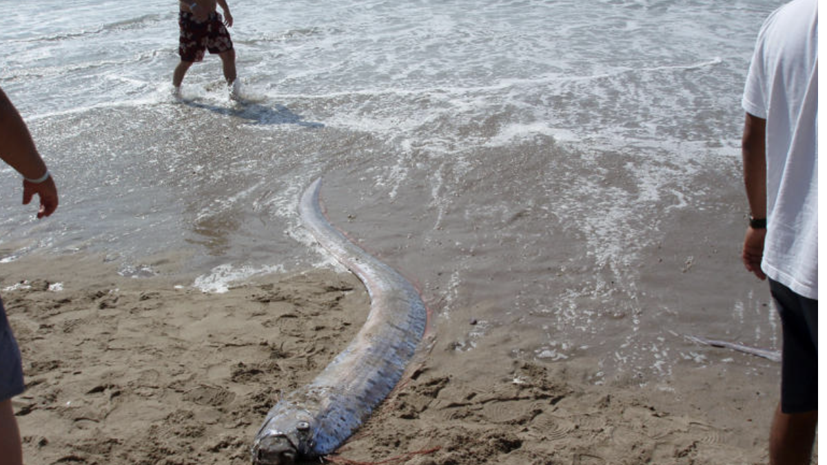 Viral: dos pescadores australianos capturaron un extraño pez del fin ...