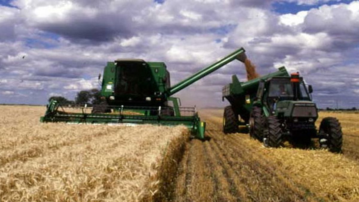 Científicos obtienen primeros resultados del súper trigo