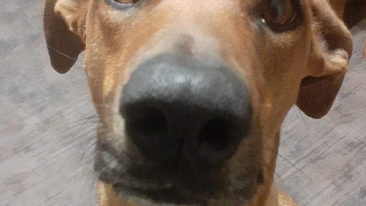 Estos son los perros con la mirada más tierna