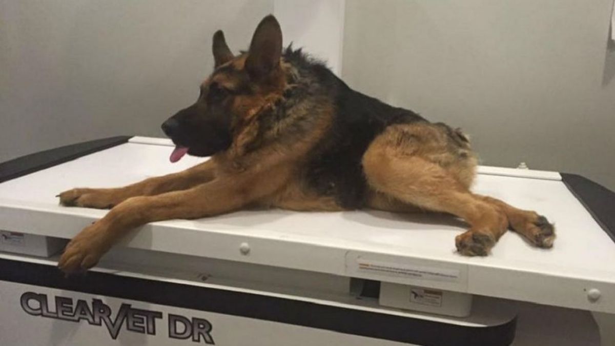 Quasimodo, el perro sin columna que busca adoptantes