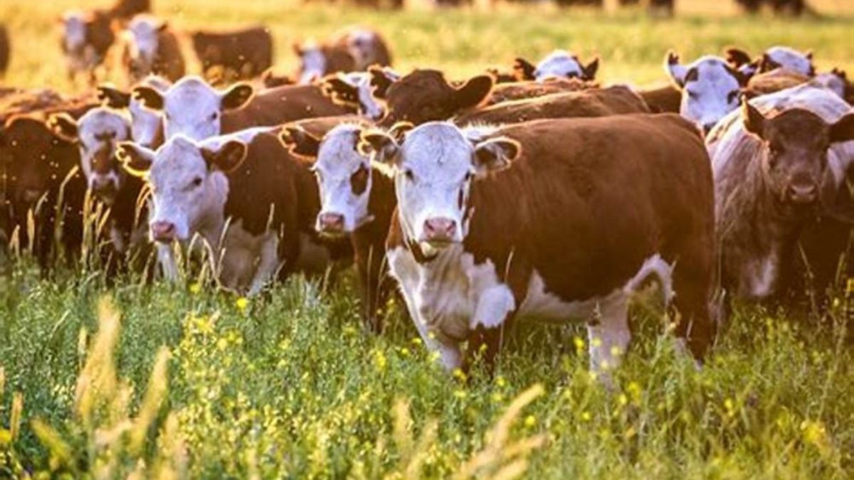 Una provincia cuyana está cautivando a los inversores agropecuarios