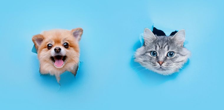 ¿Es cierto que los gatos son menos amigables que los perros?