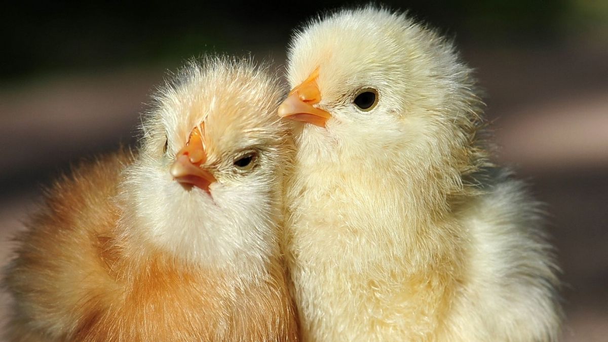 Narcos escondían droga debajo del excremento de pollos