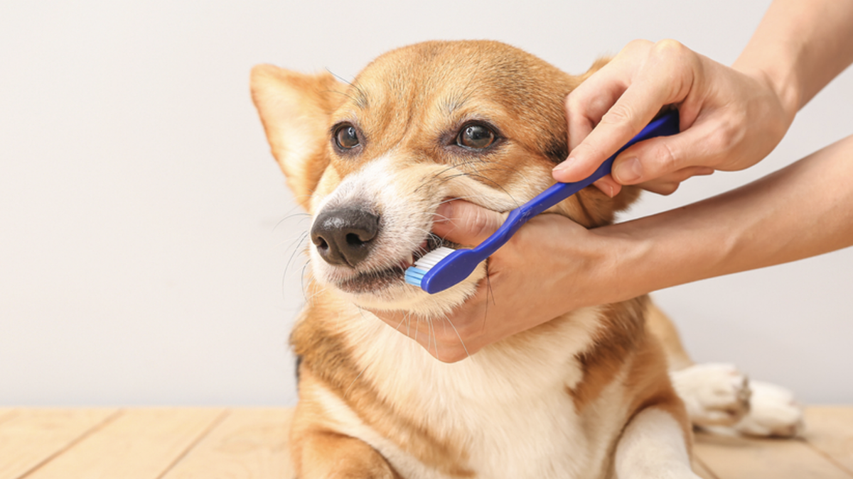 Remedios caseros para mejorar el mal aliento de los perros