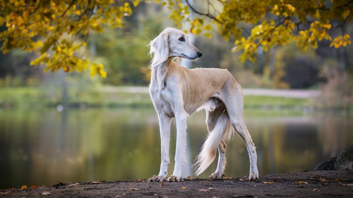 Las razas de perros más elegantes ¿cuáles son y por qué?