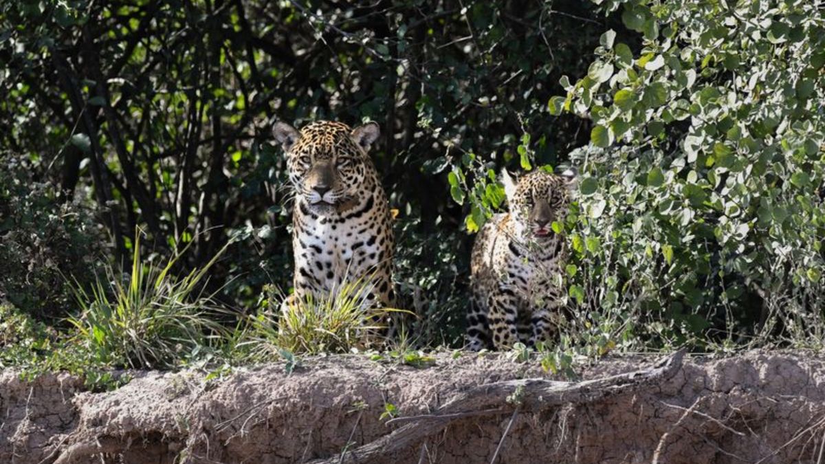 El yaguareté vuelve a rugir en El Impenetrable: avistan una hembra con ...