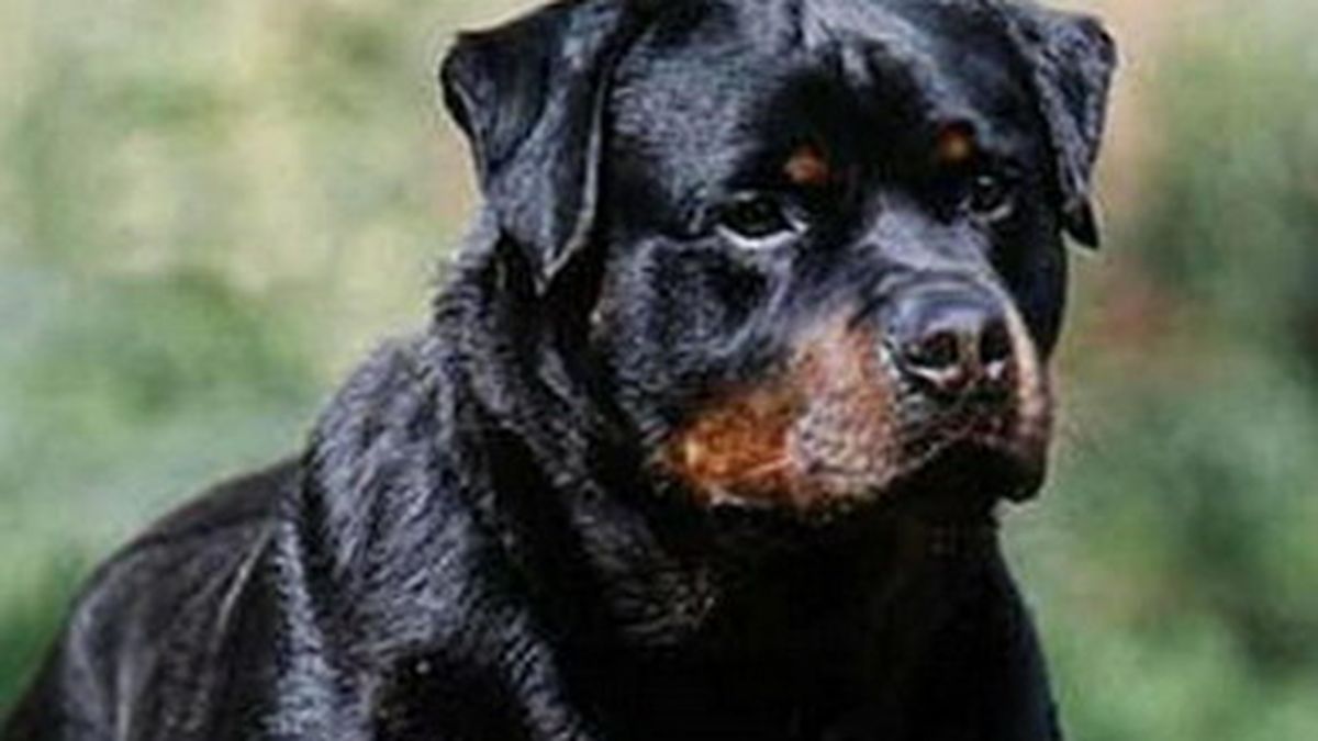 Los perros atacan si están mal educados