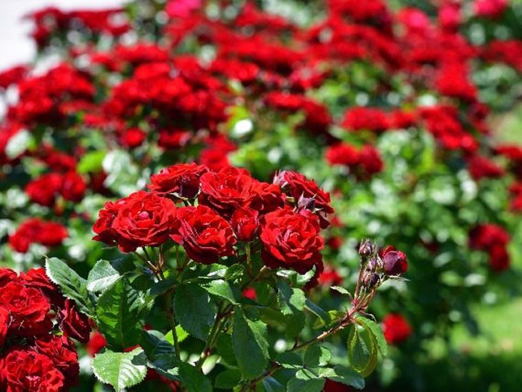 Plantas que deberías tener en tu jardín si quieres atraer el amor ...