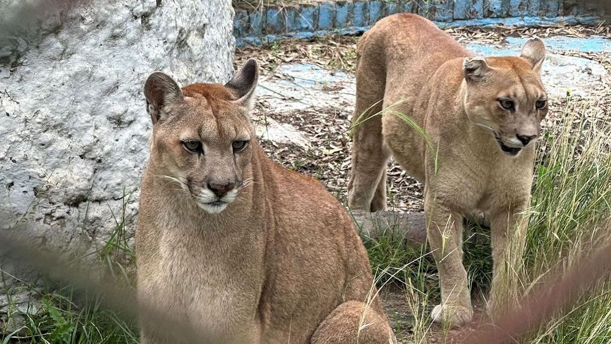 Así fue el impactante despliegue para trasladar a dos pumas hacia un ...