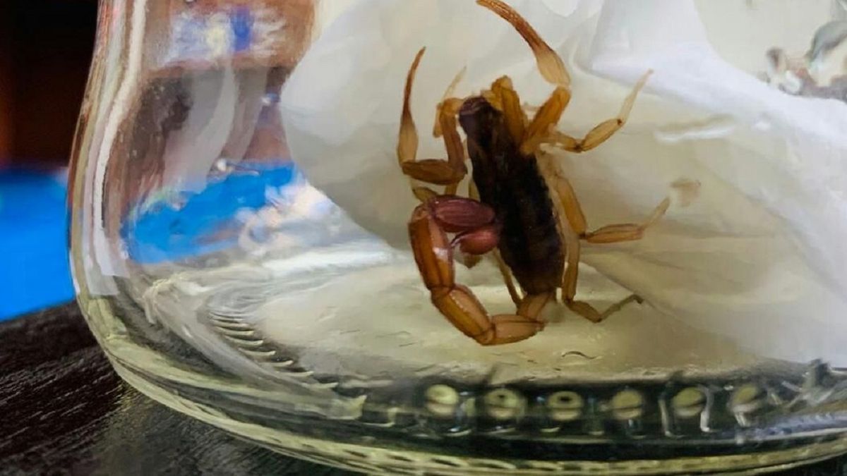 Un bebé murió picado por un alacrán: la indignante explicación del hospital