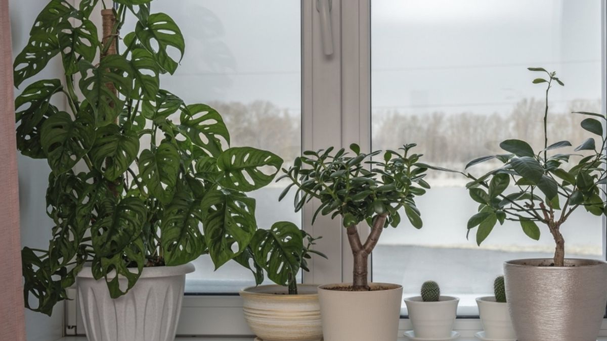 Estas son las plantas que puedes cultivar a la sombra y siempre estarán ...