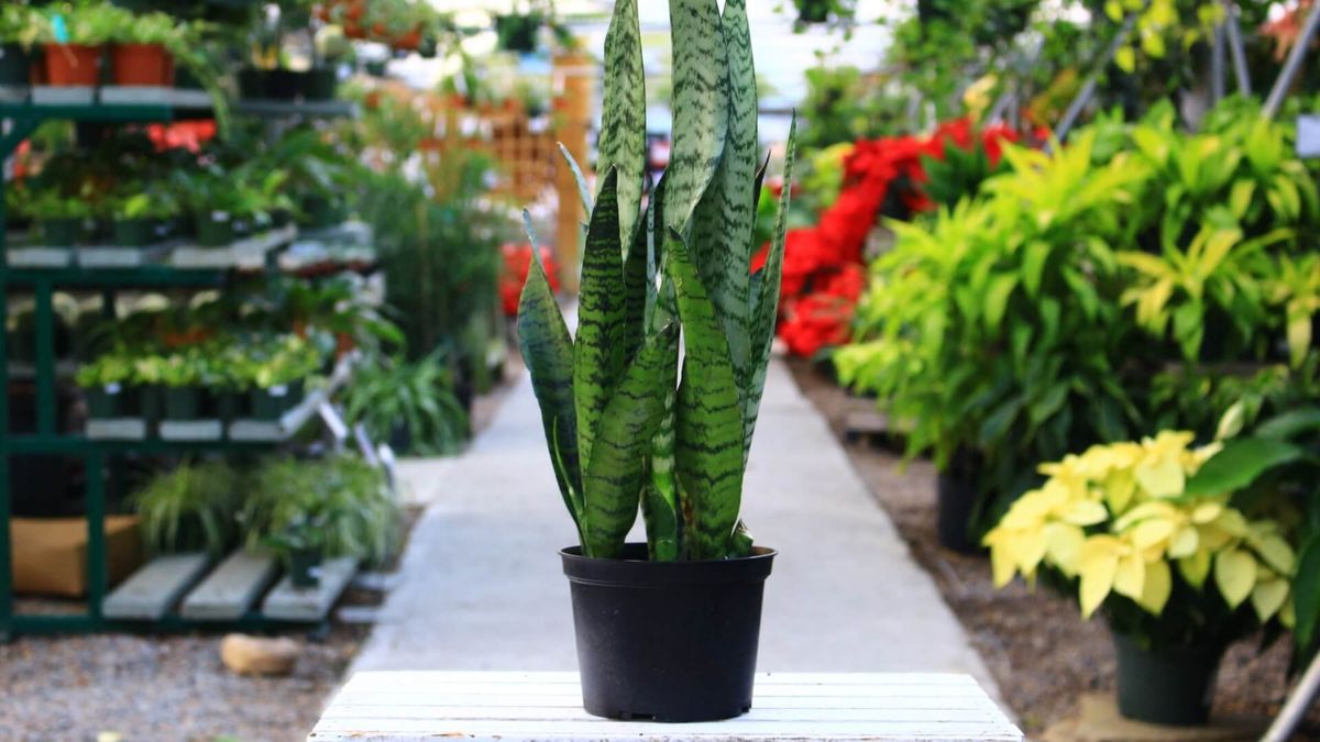 Sorprendente: cinco plantas que absorben el calor