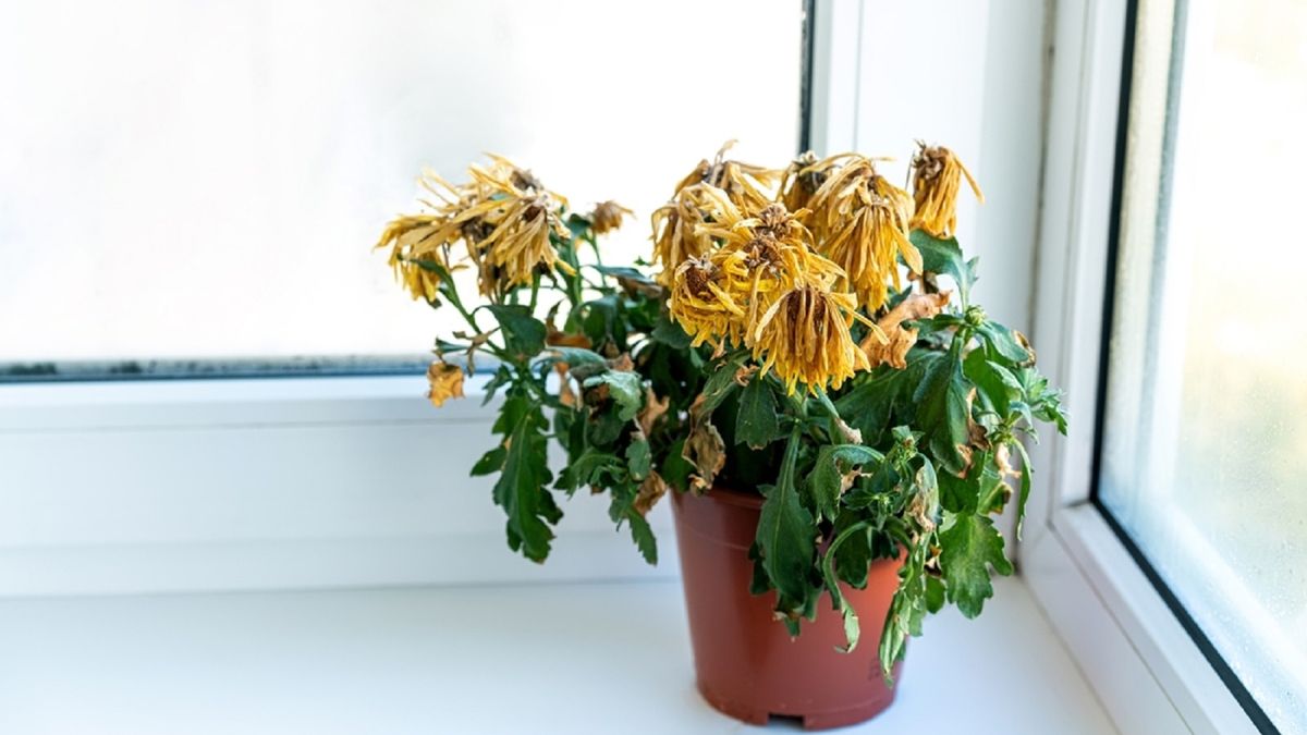 El truco infalible para revivir las plantas marchitas
