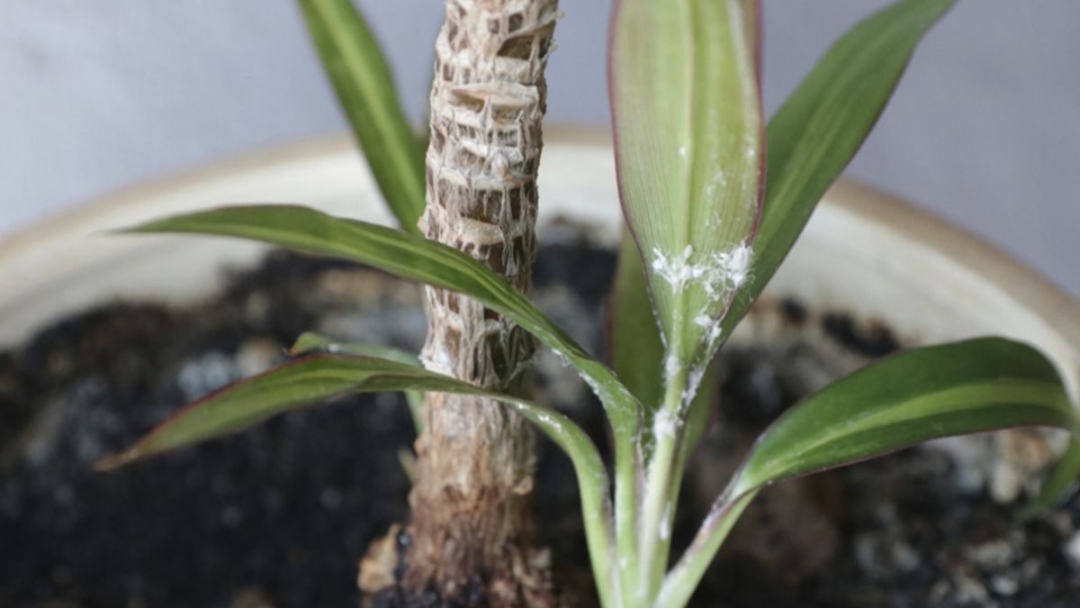 El truco definitivo para eliminar la cochinilla de las plantas