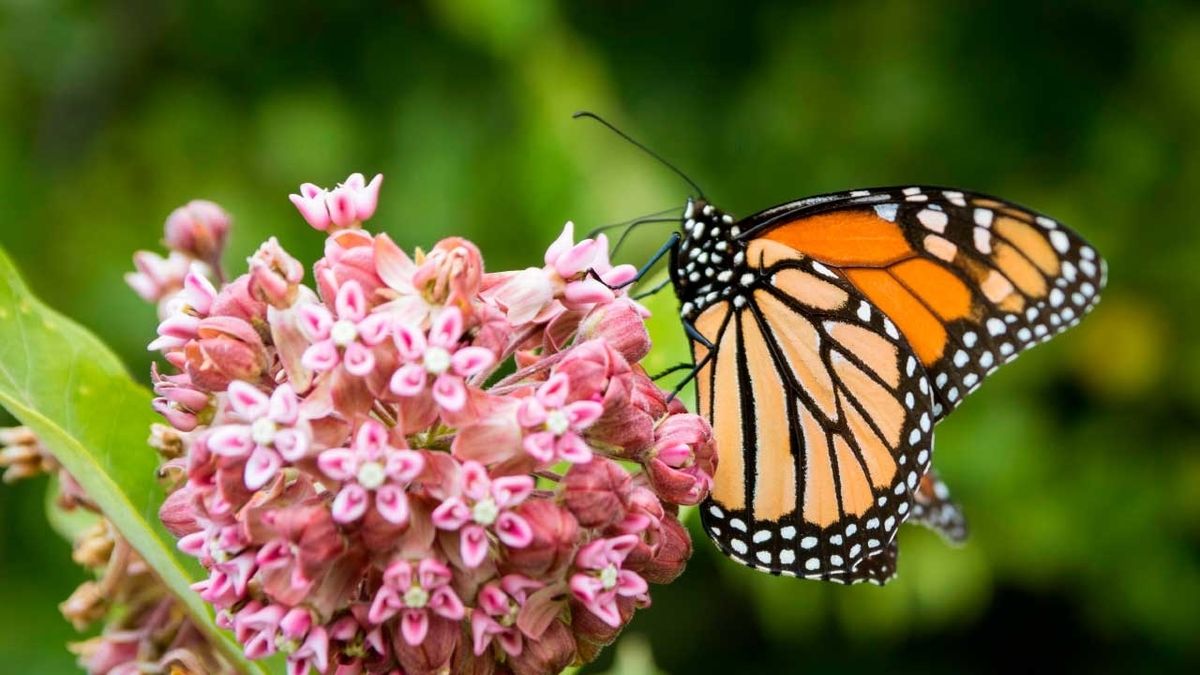 Qué plantar en el jardín para atraer mariposas monarca
