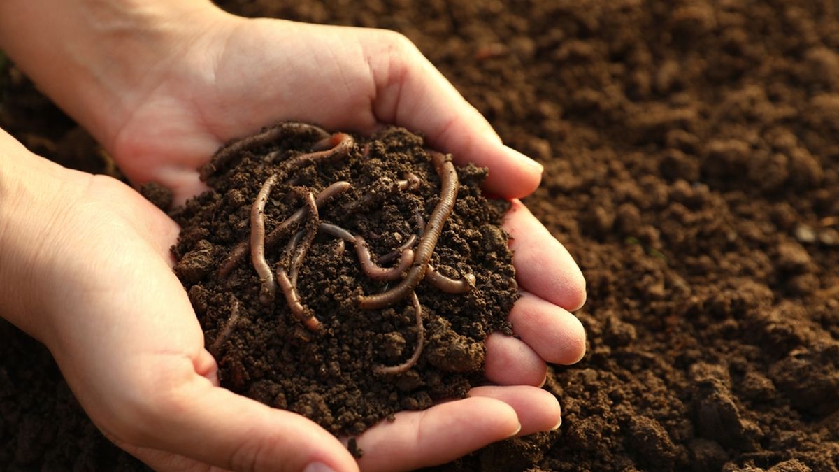 El significado de que aparezcan lombrices en tu jardín