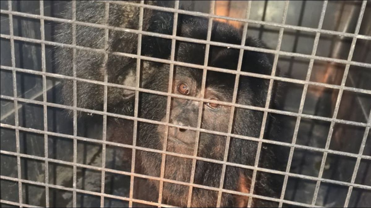 Rescatan a un mono carayá que era trasladado en el paragolpes de un auto