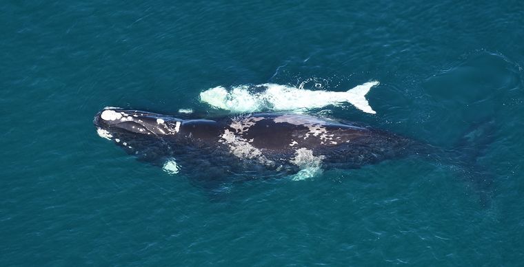 La conmovedora historia que rodea a cinco generaciones de ballenas