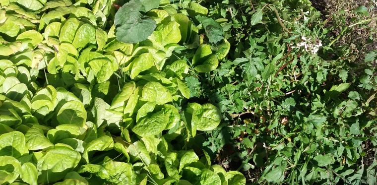 Lechuga vs. Rúcula: ¿Qué rinde más para tu huerta en casa?