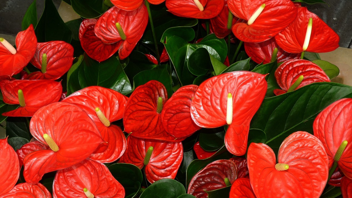 Tres plantas rojas para Navidad: cuáles elegir y cómo cuidarlas durante ...