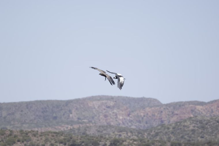 El impresionante momento cuando liberan a un cóndor en Valle Grande