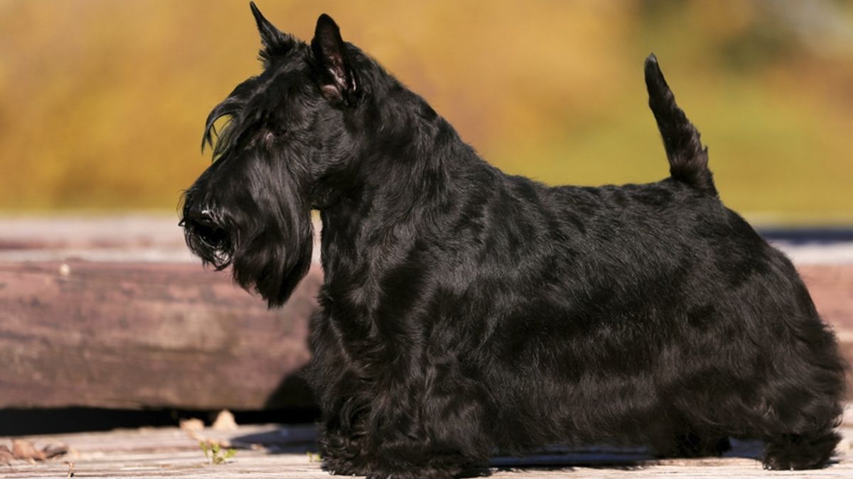 Las razas de perro con barbas y bigotes adorables