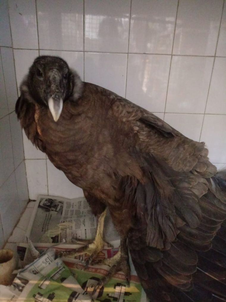 El importante operativo que se montó en Mendoza para salvar a un cóndor ...